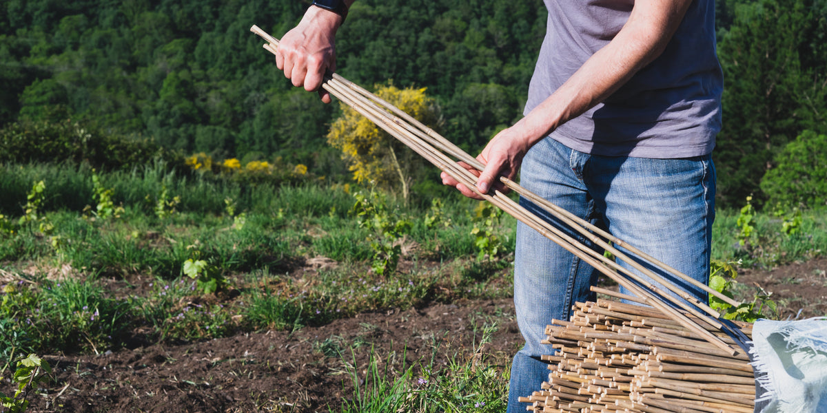 Choosing the Right Plant Support: A Comparison Guide ...