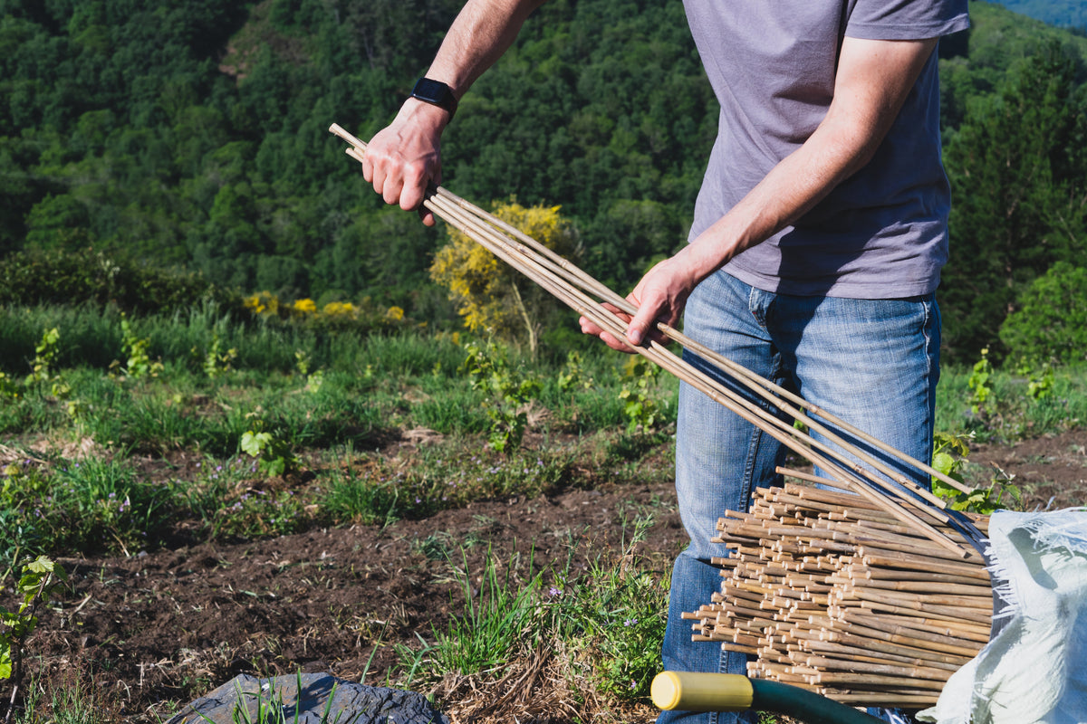 Choosing the Right Plant Support: A Comparison Guide ...