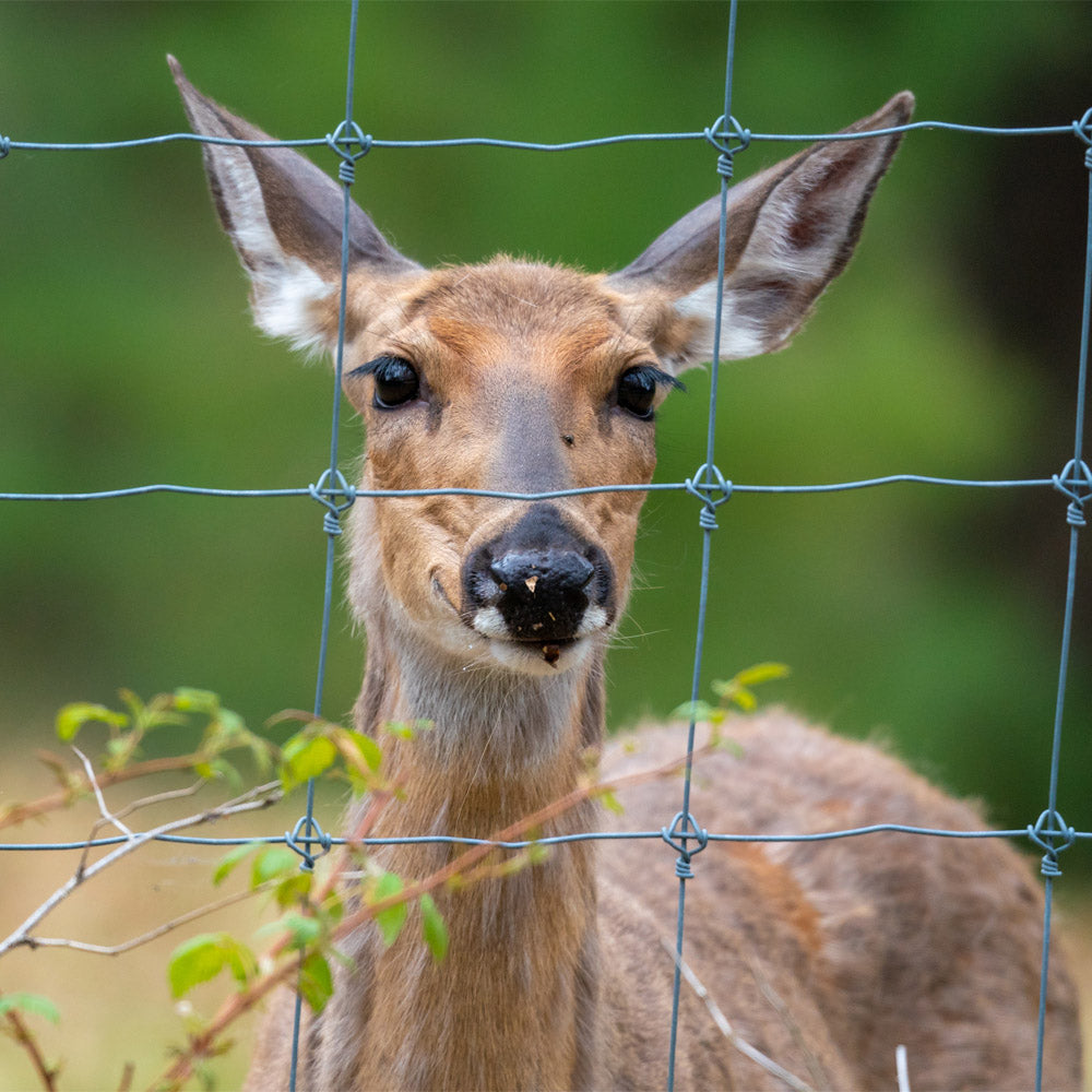 Deer Fencing Collection | Compare Types & Installation Supplies ...
