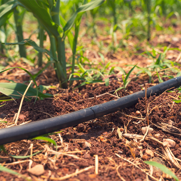 Drip Tube — OrchardValleySupply.com