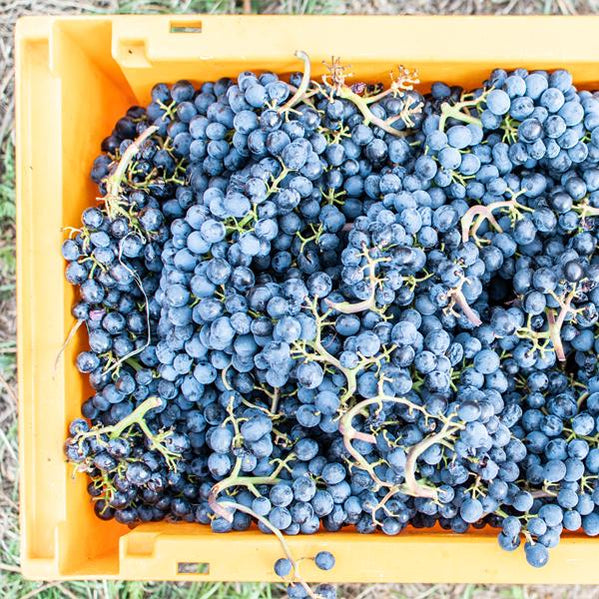 Shop Vineyard Supplies Online | Orchard Valley Supply ...