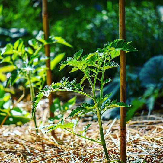 Shop Vineyard Supplies Online | Orchard Valley Supply ...