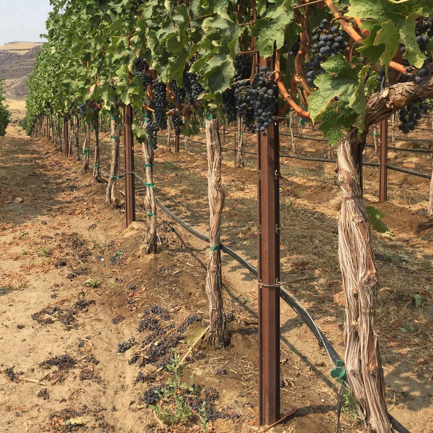 Metal Posts - Rolled Edge and Notched — OrchardValleySupply.com