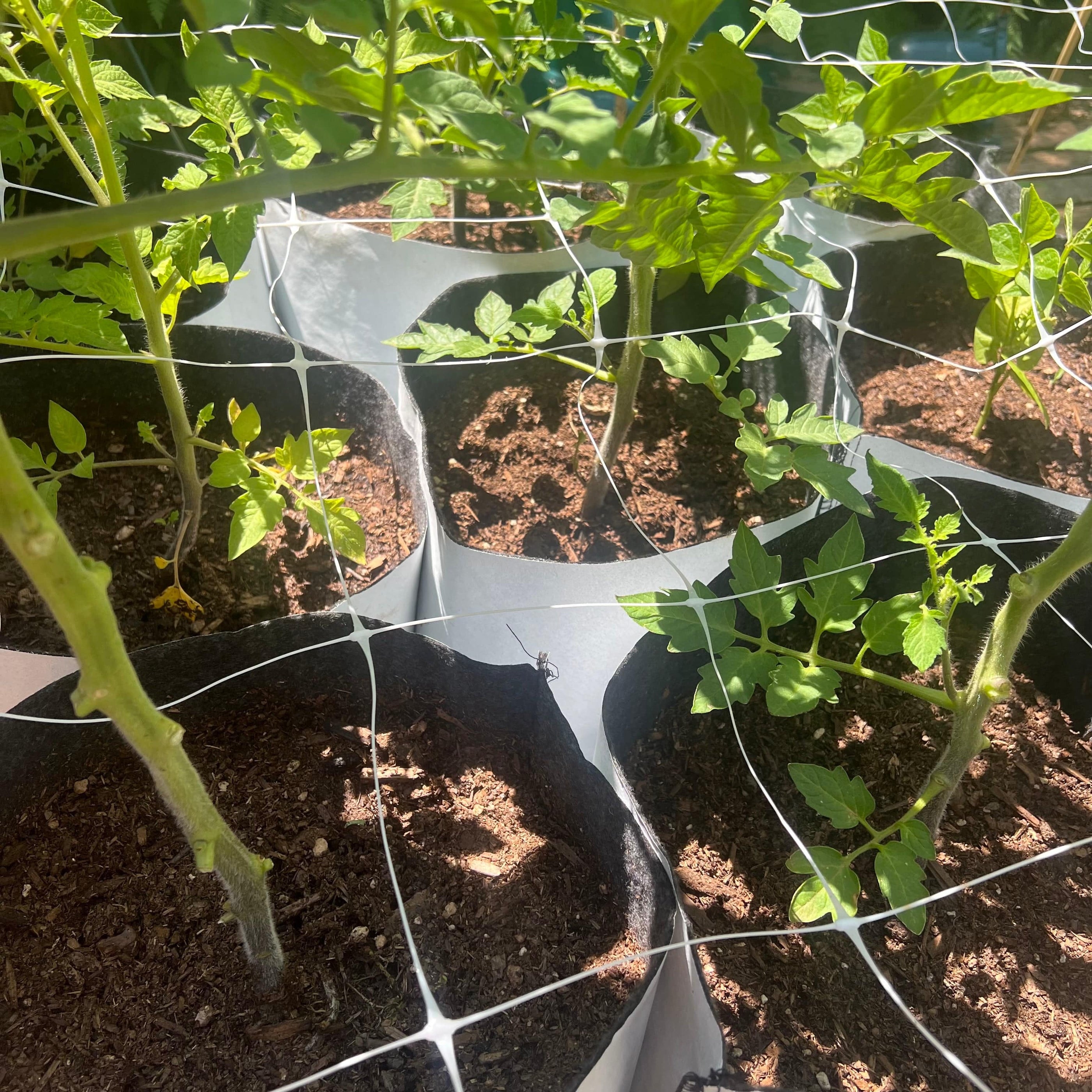 RootTrapper Soft Sided Fabric Container — OrchardValleySupply.com