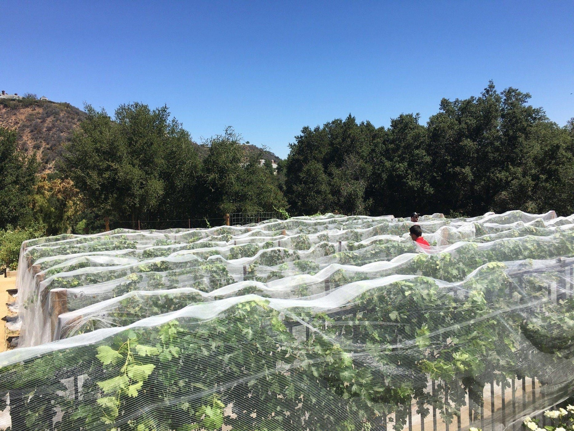 Professional-Grade Bee Netting | Regulate Pollination | Orchard Valley ...