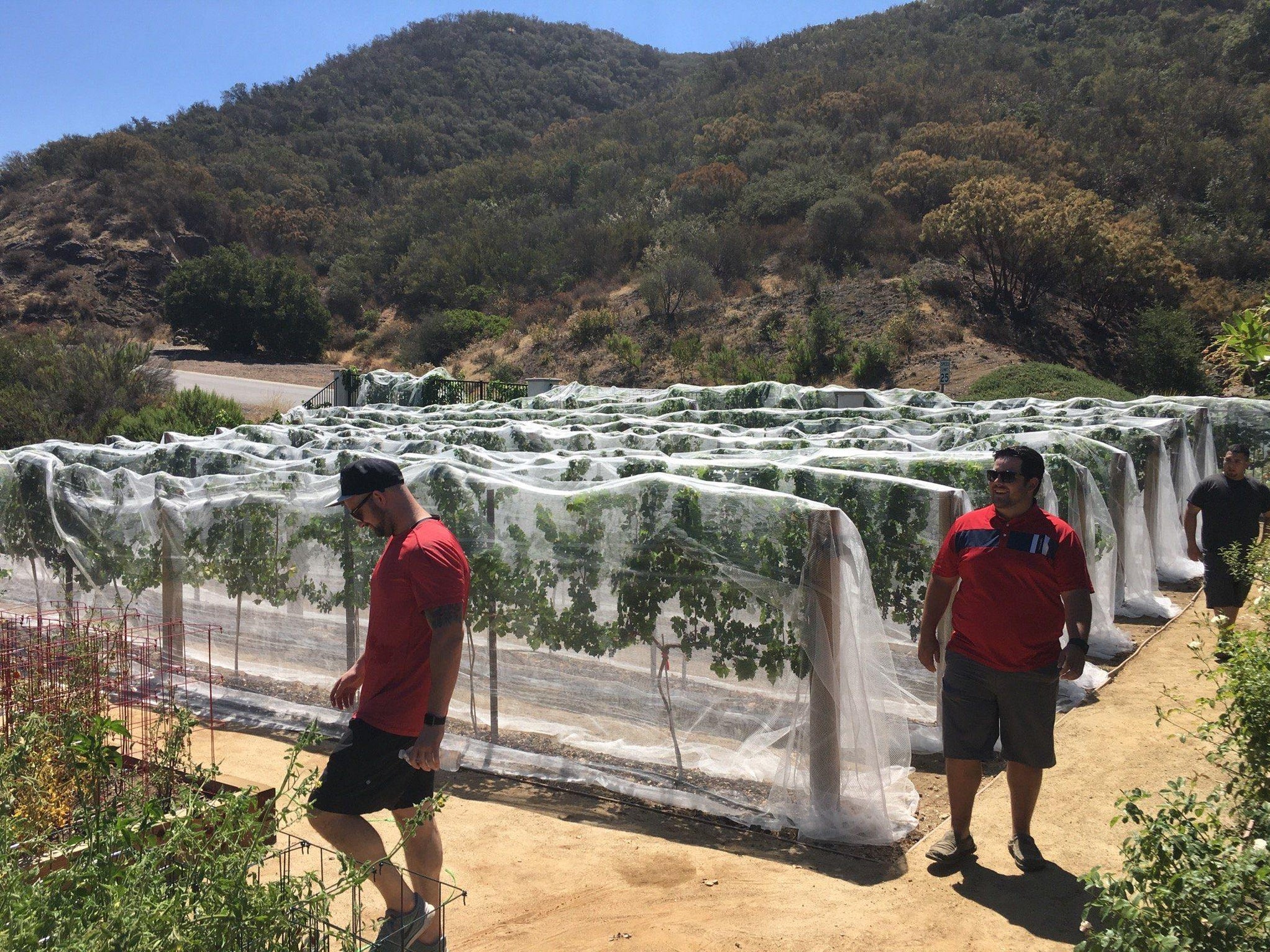 Professional-Grade Bee Netting | Regulate Pollination | Orchard Valley ...