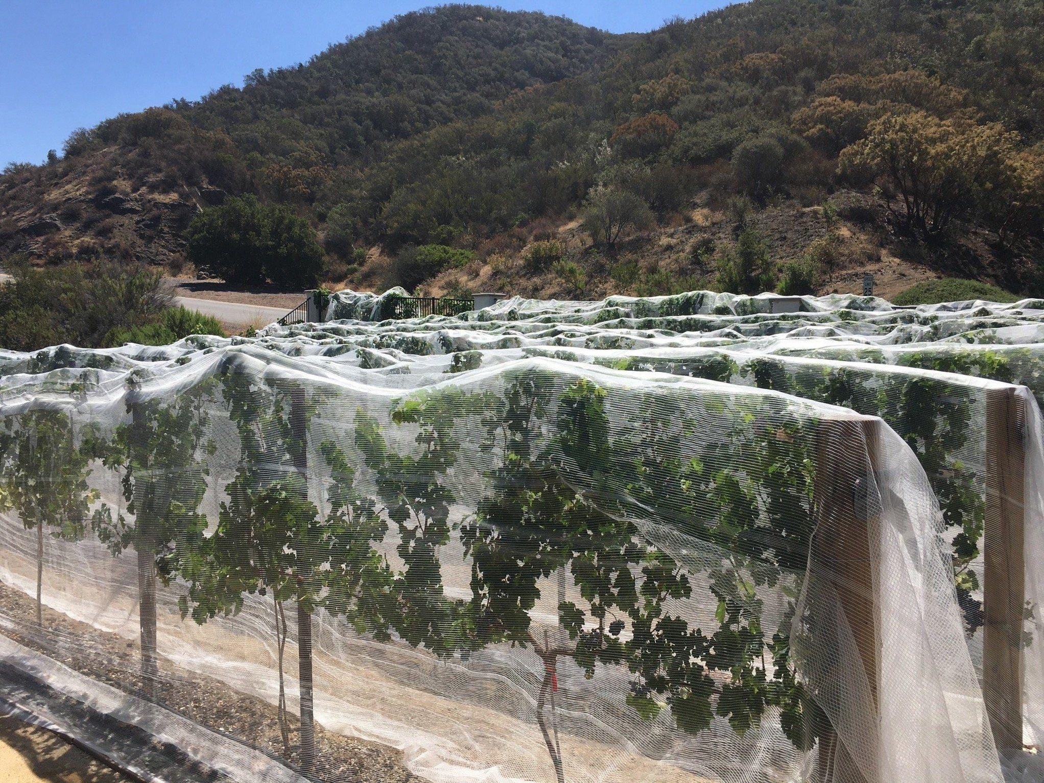 Professional-Grade Bee Netting | Regulate Pollination | Orchard Valley ...