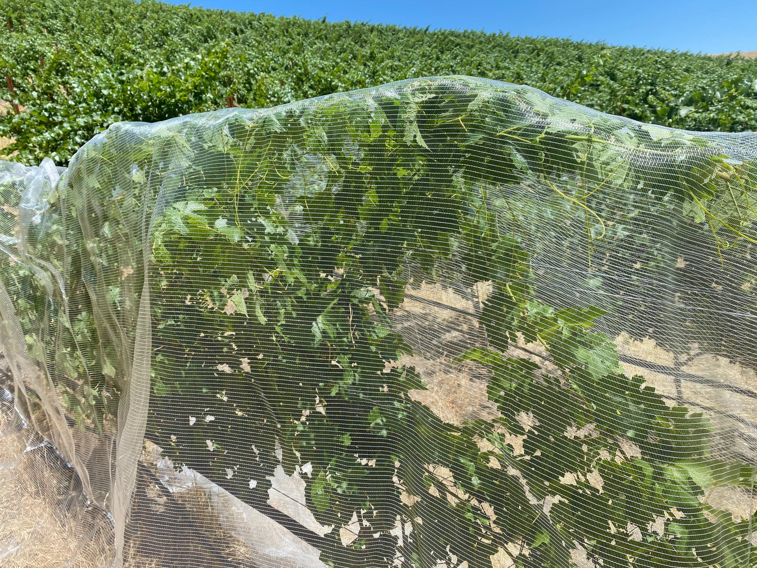 Bird Netting and Wildlife Control — OrchardValleySupply.com