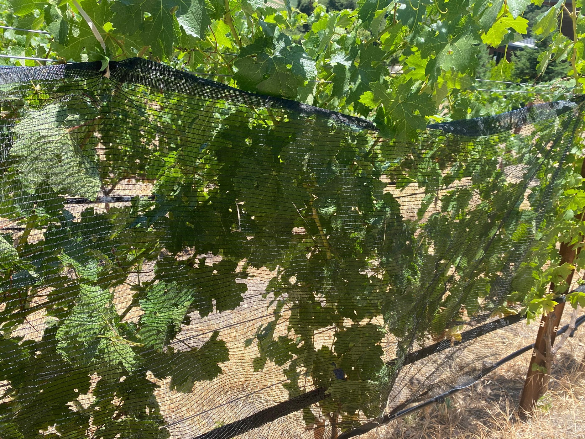 Bee Netting - Side/Zone Netting — OrchardValleySupply.com