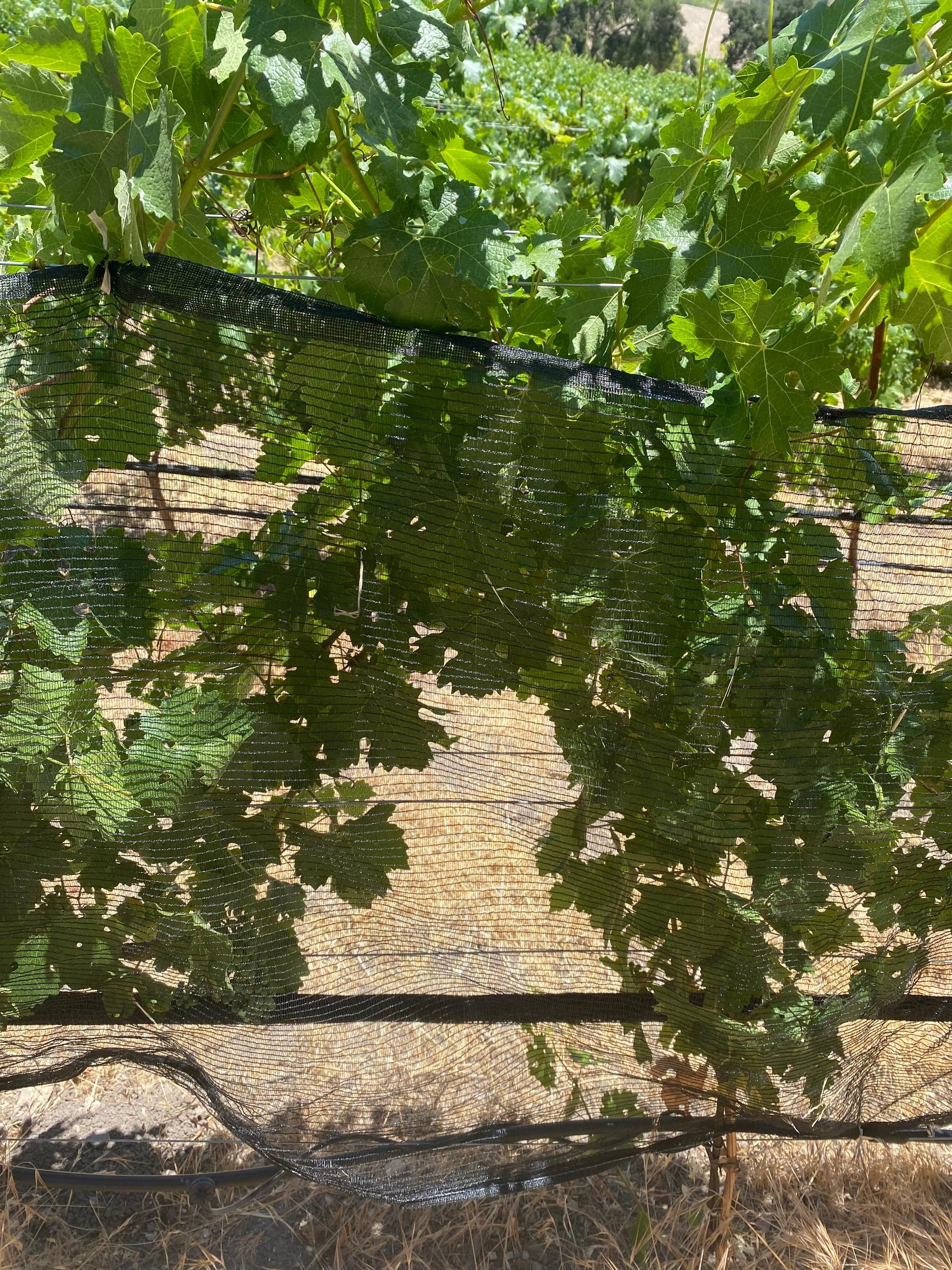 Bee Netting - Side/Zone Netting — OrchardValleySupply.com