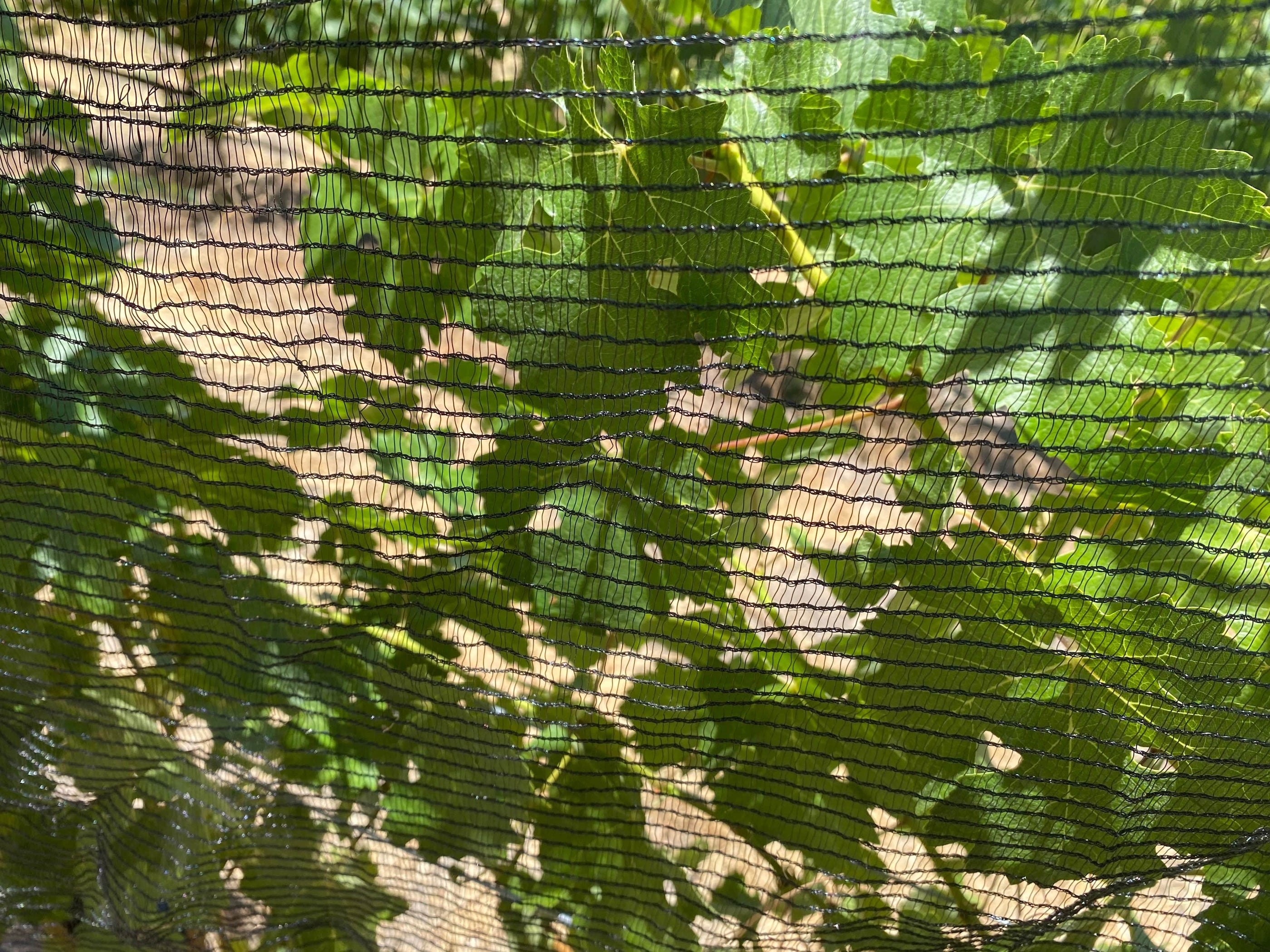 Bee Netting - Side/Zone Netting — OrchardValleySupply.com