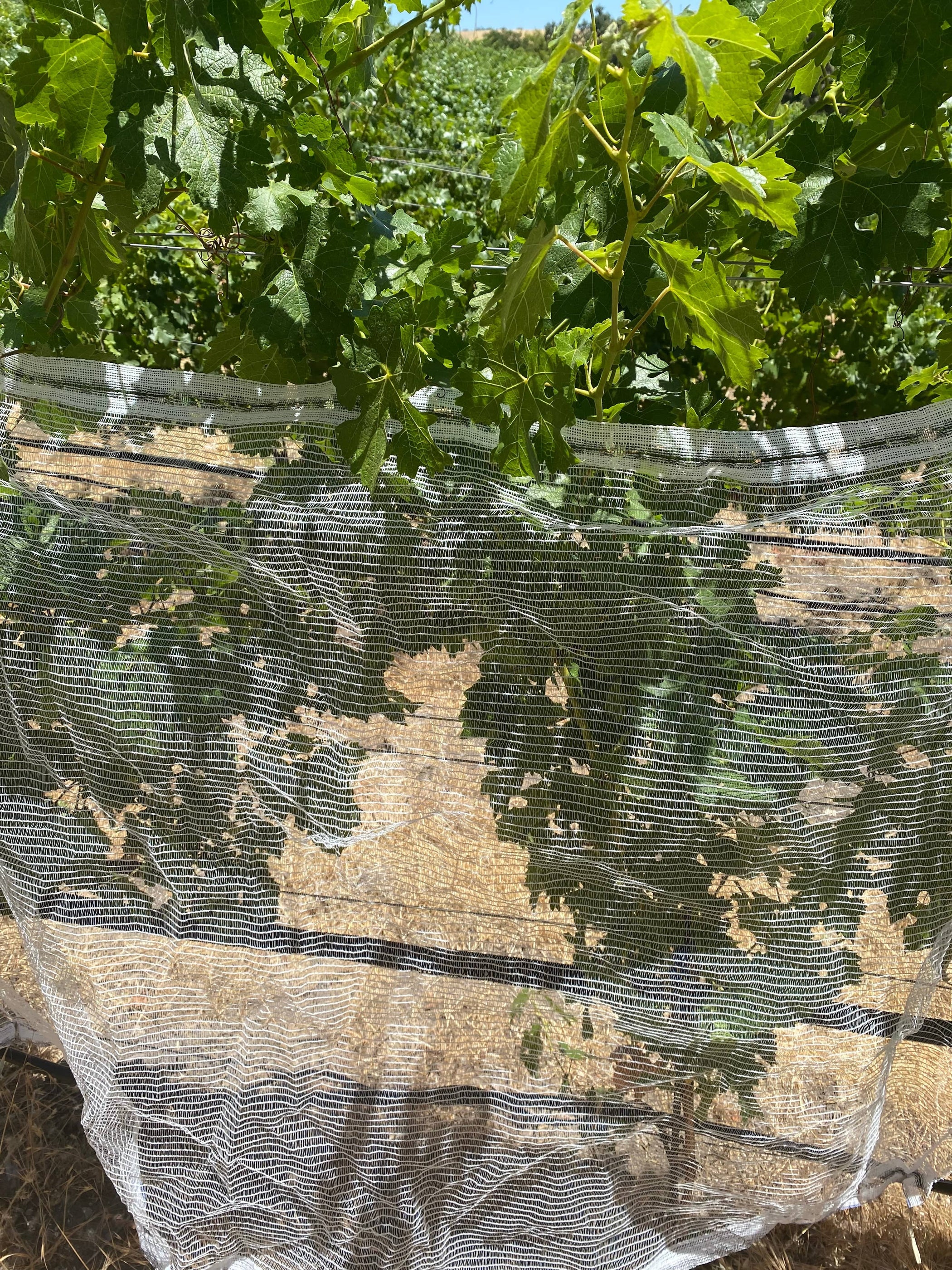 Bee Netting - Side/Zone Netting — OrchardValleySupply.com