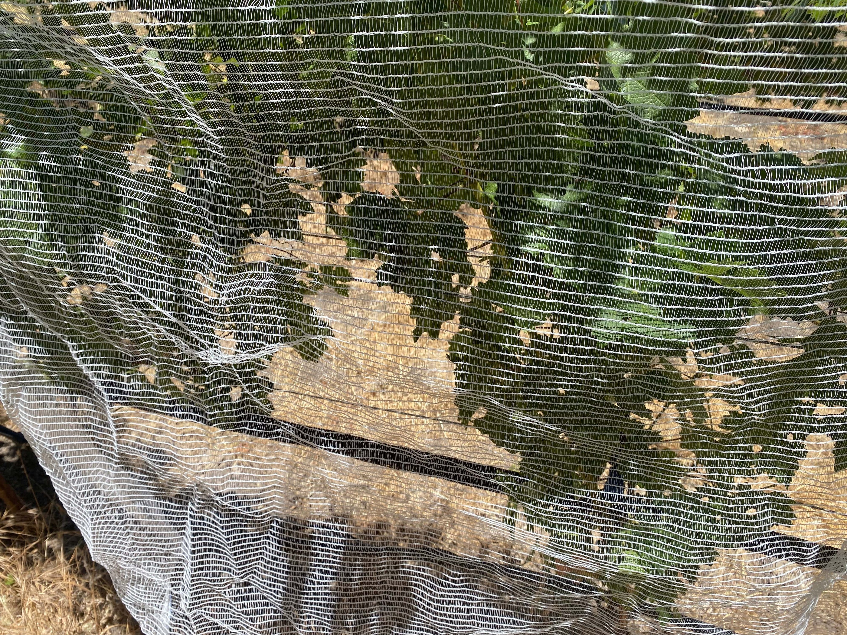 Bee Netting - Side/Zone Netting — OrchardValleySupply.com