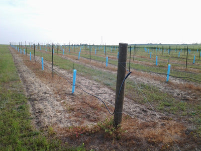 Blue-X Grow Tubes — OrchardValleySupply.com