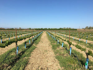 Blue-X Grow Tubes — OrchardValleySupply.com