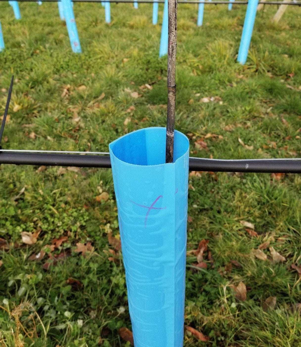 Blue-X Grow Tubes — OrchardValleySupply.com