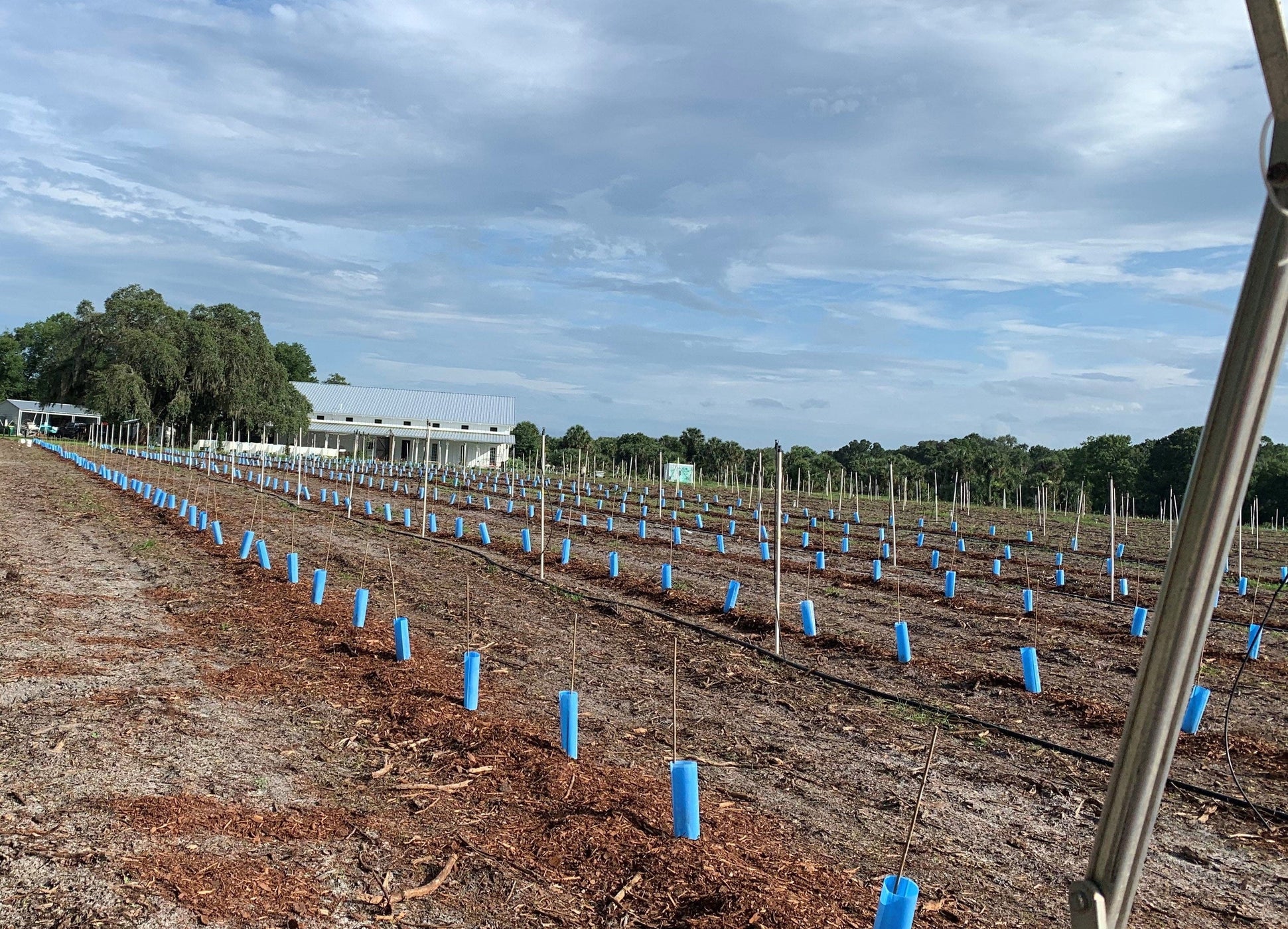 Blue-X Grow Tubes — OrchardValleySupply.com