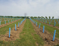 Blue-X Grow Tubes — OrchardValleySupply.com