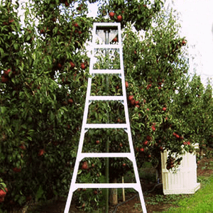 Tallman Aluminum Tripod Orchard Ladder — OrchardValleySupply.com
