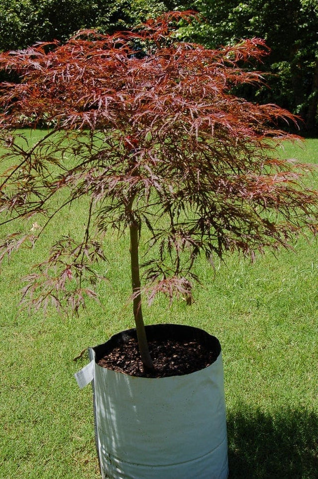 RootTrapper Soft Sided Fabric Container — OrchardValleySupply.com