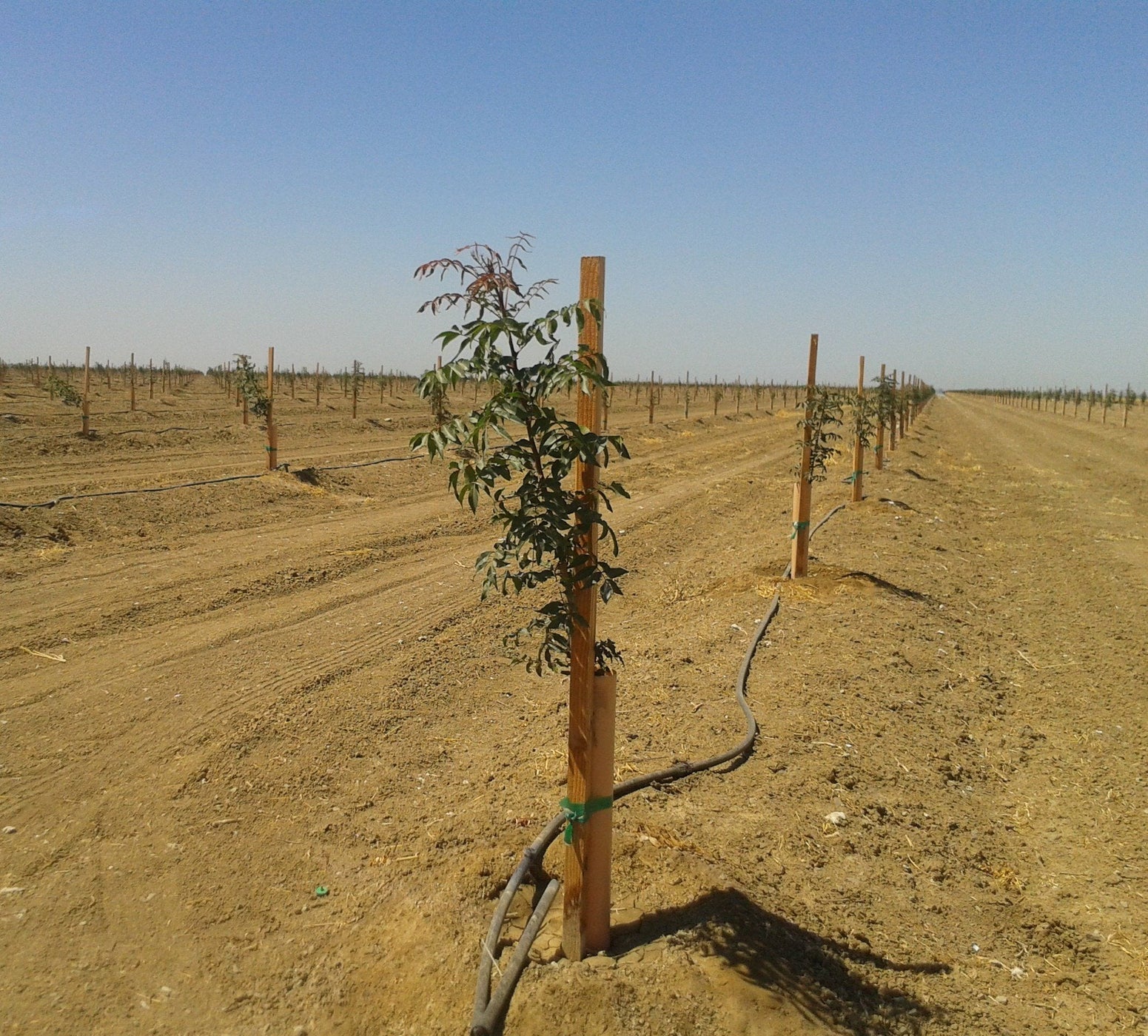 Grow Tubes | Essential Vine Protection | Quality Plant Shelters ...