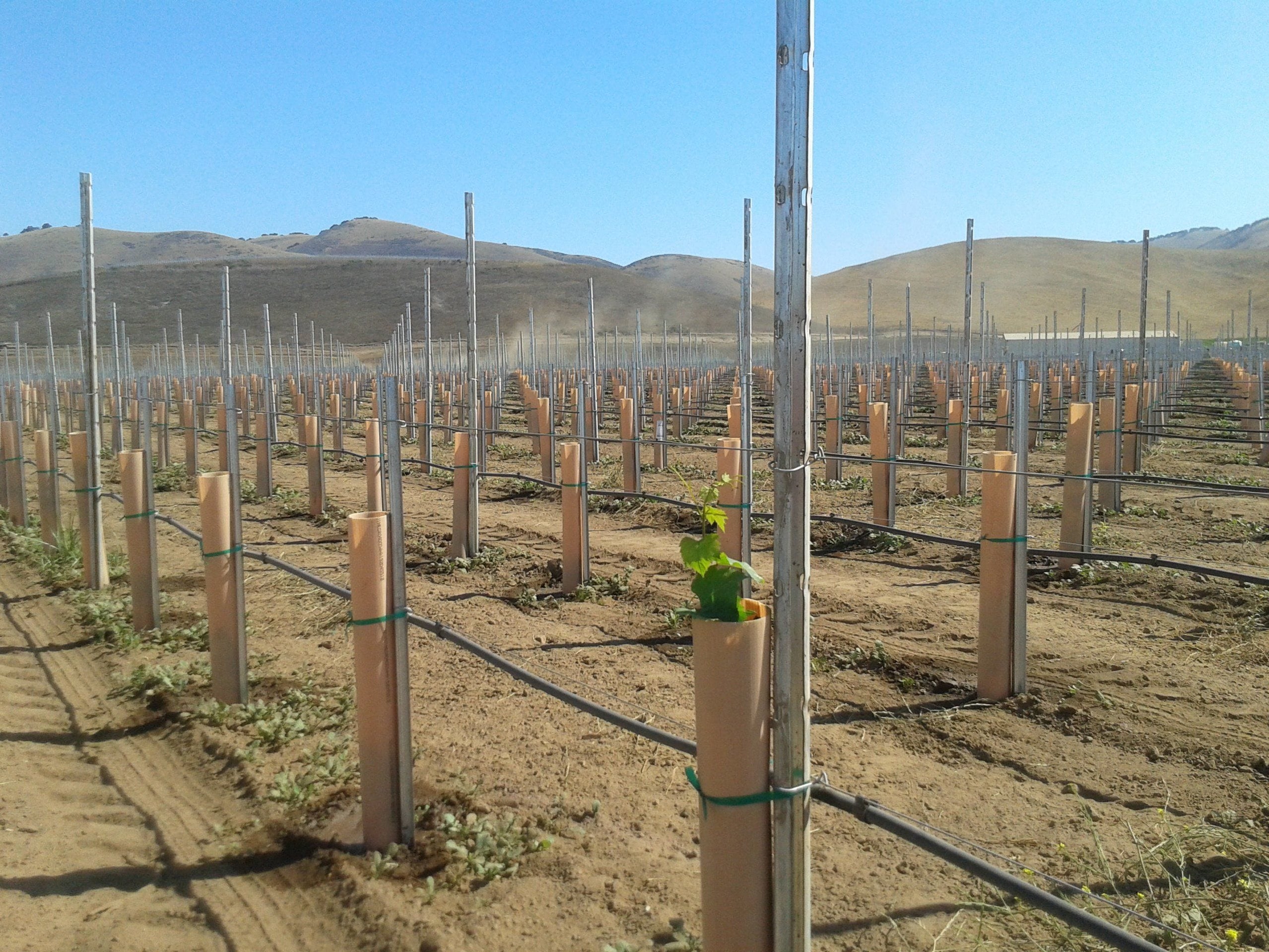 Grow Tubes | Essential Vine Protection | Quality Plant Shelters ...