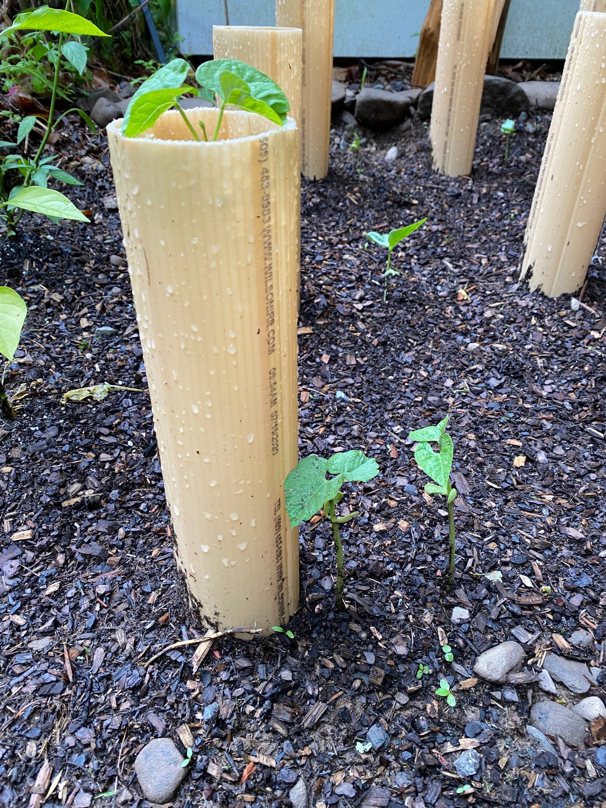 Grow Tubes | Essential Vine Protection | Quality Plant Shelters — OrchardValleySupply.com