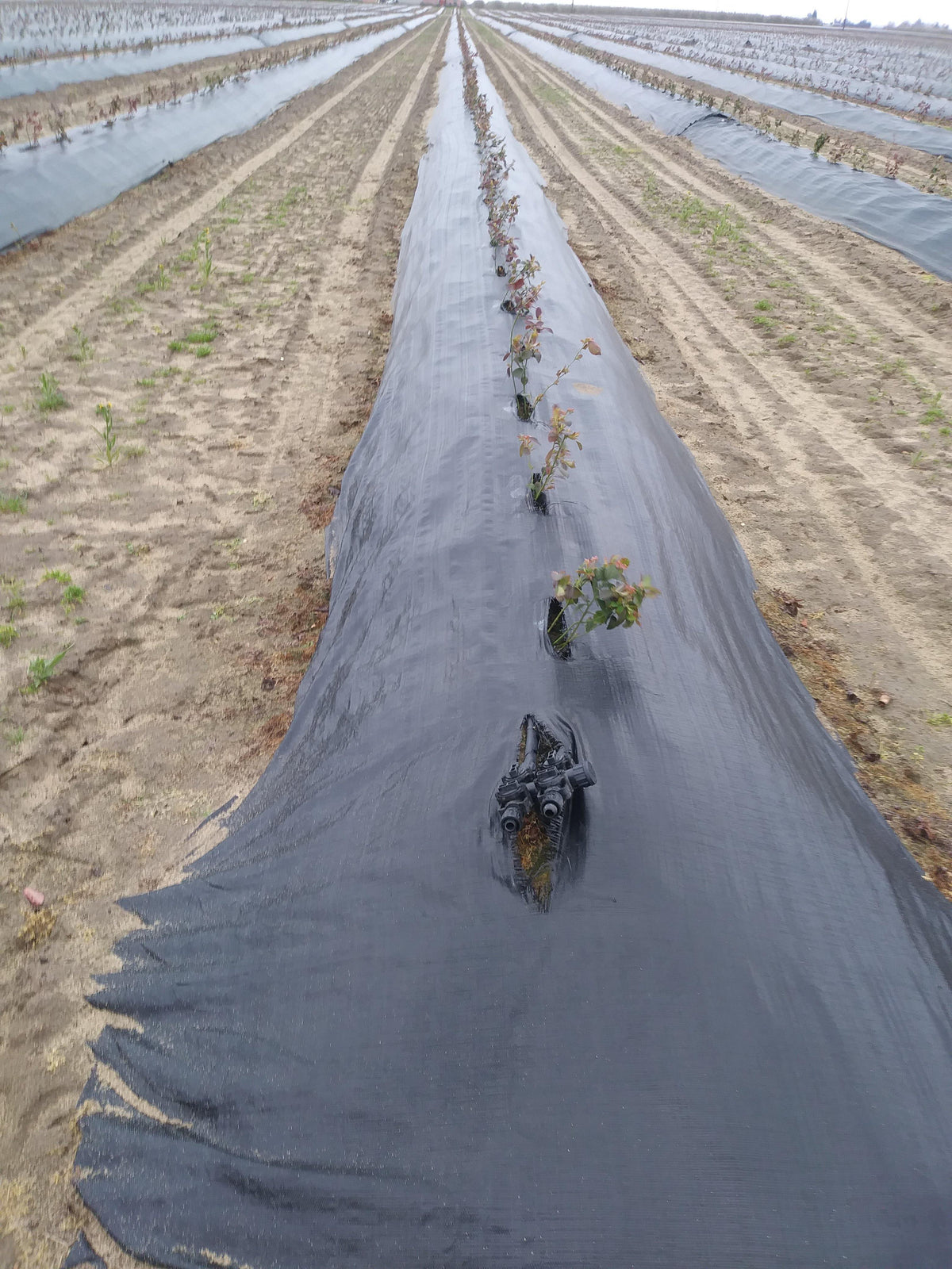 Weed Mat - Weed Guard — OrchardValleySupply.com